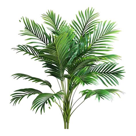Feuilles Vertes De Palmier Isolées Psd Premium