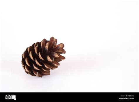 Single Pine Cone Stock Photo Alamy
