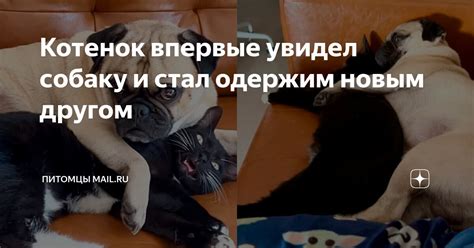 Котенок впервые увидел собаку и стал одержим новым другом Питомцы