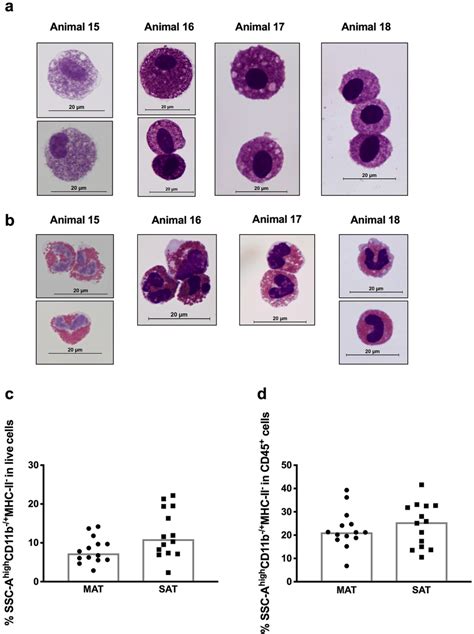 Granulocytes Non Polymorphonuclear In Adipose Tissue Representative