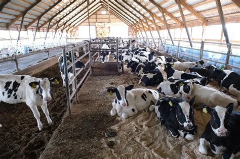 Cow Tracker Object Detection Dataset And Pre Trained Model By Cows 1