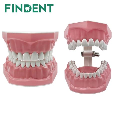 Dental Model Brushing Flossing Practice Teeth Typodonts Mode Gingiva