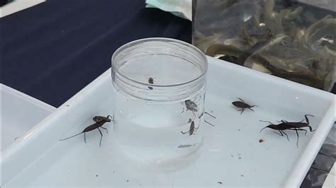 논에 사는 생물들 전시 Youtube