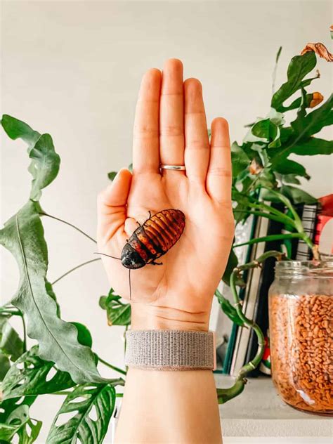 Do Cockroaches Bite Heres What You Need To Know Pest Control Zone