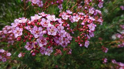Nixpages Thryptomene