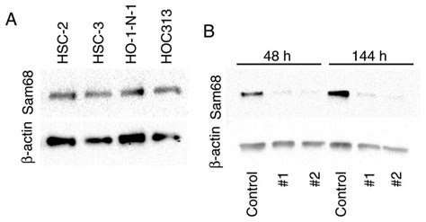 Expression Of Sam68 In Oral Cancer Cell Lines A Western Blot
