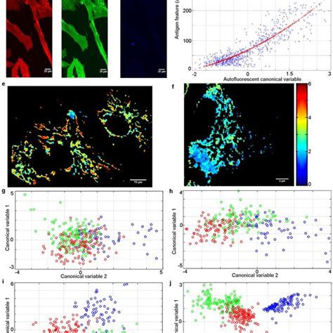 Label Free Identification Of Subpopulations Of Stem Cells A Average