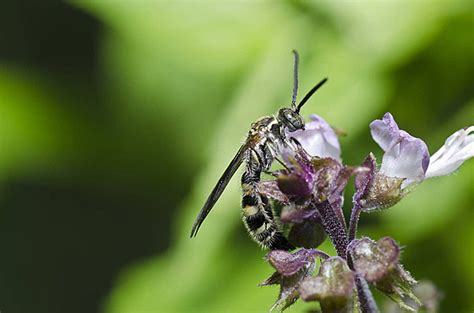 Mammoth Wasp Background Images Hd Pictures And Wallpaper For Free