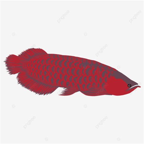 Red Arowana Fish Logo Illustration Vector Arowana Exotic Water Png