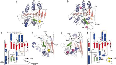 Overall Structure Organization Of Cgmca I Three Dimensional Structures Download Scientific
