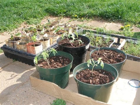Thy Hand Hath Provided Vegetable Gardening 101 A Humble Tutorial