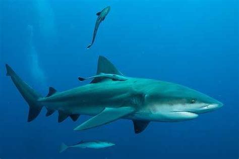 Gambar Simbiosis Komensalisme Hubungan Antara Ikan Remora Dan Ikan Hiu