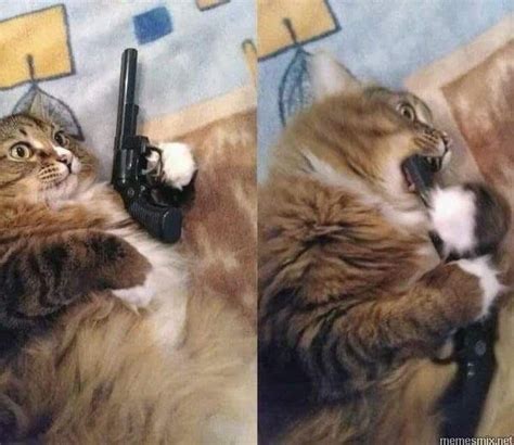 Create Meme Cat With A Gun Meme Cat With A Gun Cats Memes With Guns Pictures Meme