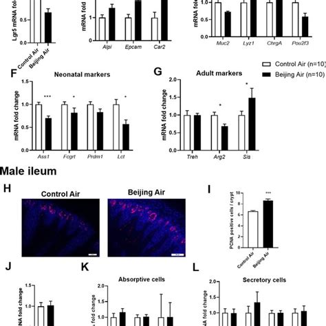Epithelium Proliferation Differentiation And Maturation In Male Mice