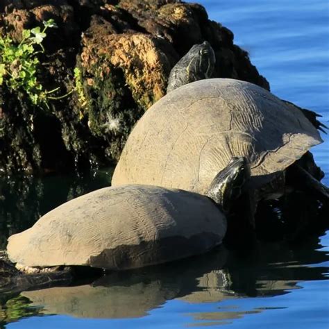 Turtles In Illinois 17 Different Species