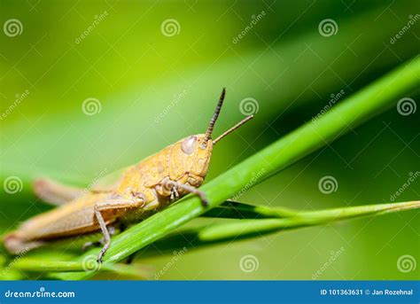 Macro Shot Of Big Brown Grasshopper Stock Image Image Of Close