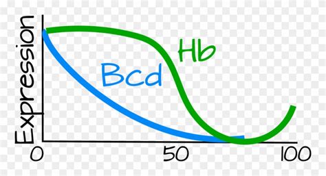 Download The Bicoid Gradient Is Shallow Bicoid Concentration