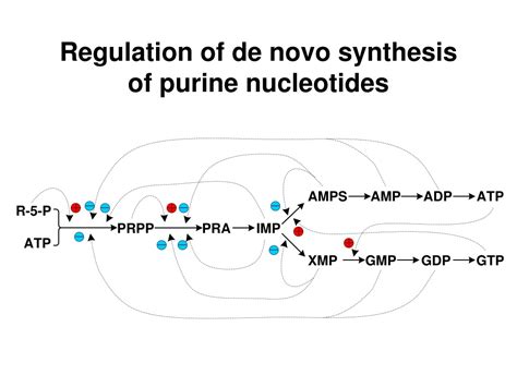 Ppt Four Types Of Aa D Eamination Transamination Oxidative