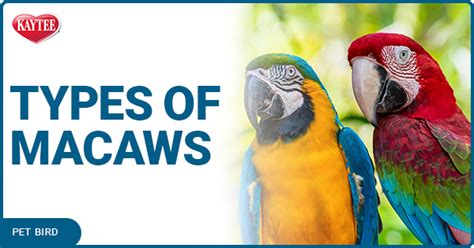 5 Types Of Macaw