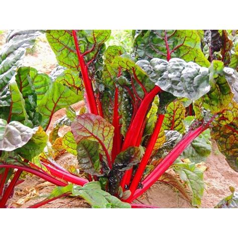 Jual Swiss Chard Ruby Red 10 Biji Benih Biji Bibit Tanaman Sayur