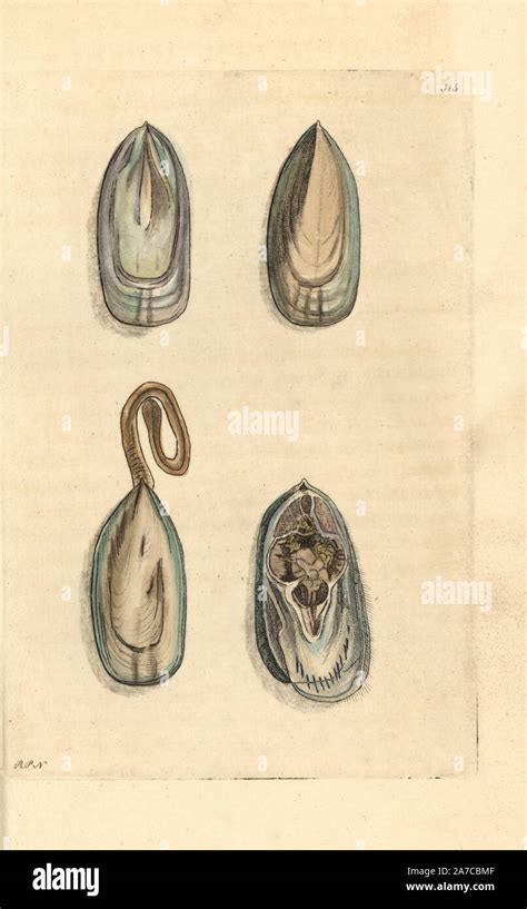 Lingula Fossil