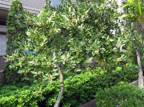 ゲッケイジュ 月桂樹 庭造りや生垣などの植木のご相談はガーデニング庭造り相談所へ