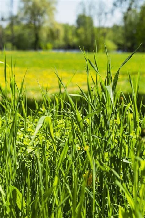 Closeup Green Grass Field With Blurred Floral Natural Meadow Spring