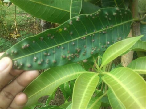 5 Cara Merawat Pohon Mangga Yang Sedang Berbunga