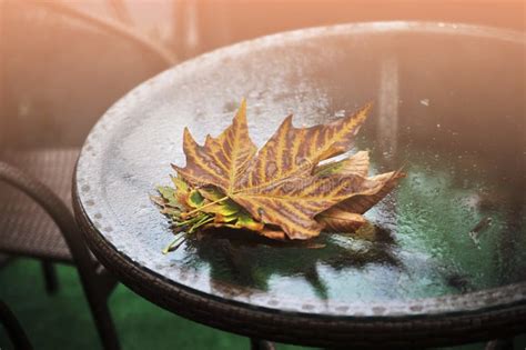 Autumn Leaves On Glass Stock Image Image Of Raindrops 160284893