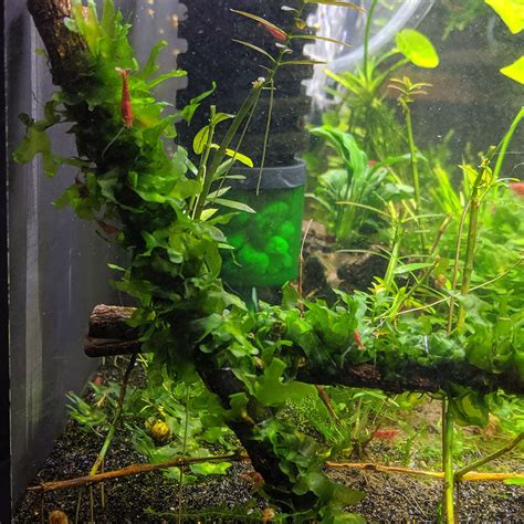 Subwassertang On Catappa Bark Lucky Aquatics