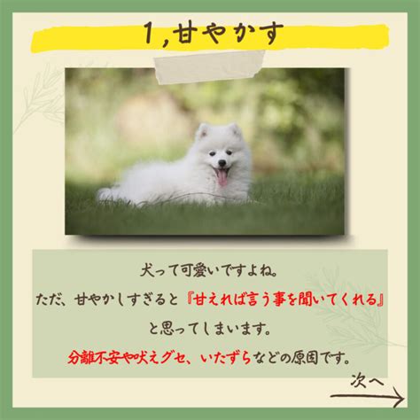 あなたは大丈夫しつけが下手な飼い主の特徴 宮古島の出張ドッグサロンてぃーつりー