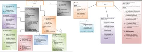 Concept Map Of Male Reproductive System United States Map