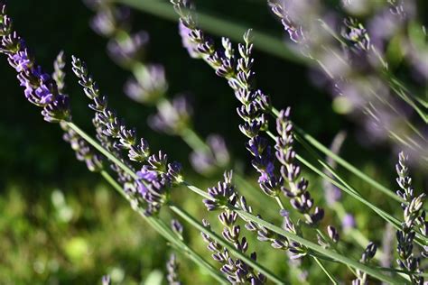 Lavender Kebun Bunga Foto Gratis Di Pixabay Pixabay