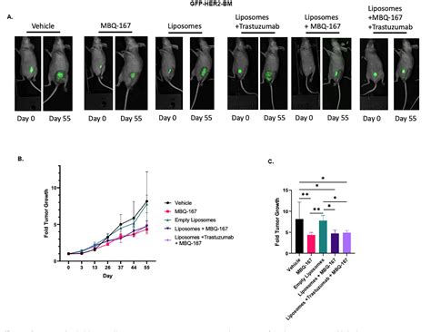 Figure 5 From Efficacy And Delivery Strategies Of The Dual Rac Cdc42