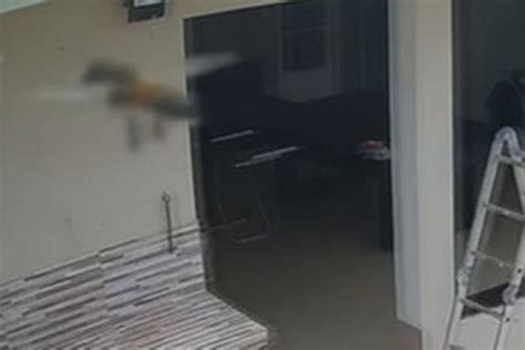 Abelhas Ferroam E Matam Quatro Cães Em Chácara No Df Vídeo Metrópoles