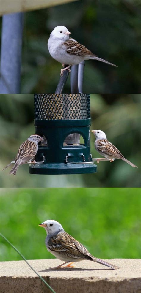 Sparrow Models On Tumblr