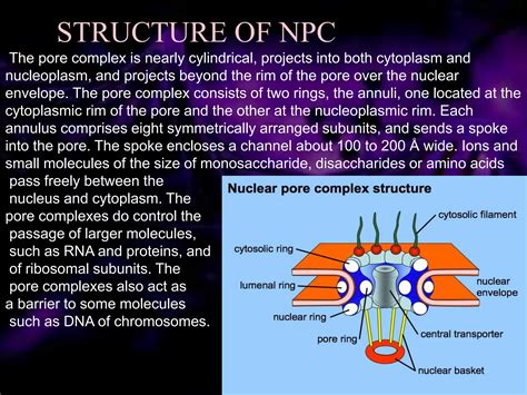 Structure Of Nucleus 1pptx