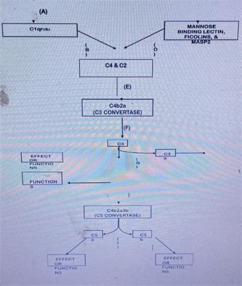 Solved Review The Diagram Of The Classical And Lectin Chegg Com