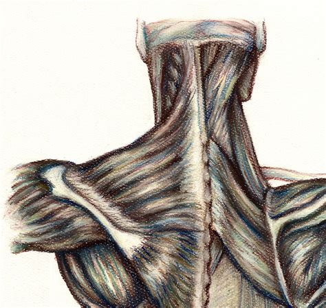 Original Art Anatomy Art Gallery
