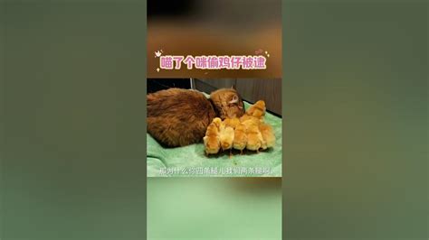 মুরগির বাচ্চা গুলোকে কি করলো বিড়ালটি। Youtubeshorts Cat Katten Catfunny Funny Kitte