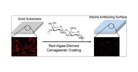 Red Algae Diagram