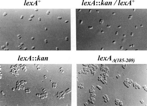Aggregation Phenotype Of D Radiodurans Cells Containing A Disrupted Download Scientific