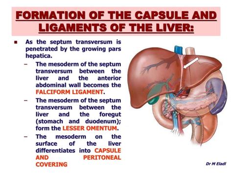 Development Of Foregut