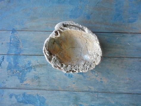 Three Large Clam Shells Prehistoric Fossils Aquarium Terrarium Etsy