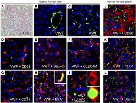 Jci The Endothelial Cell Receptor Stabilin 2 Regulates Vwf Fviii
