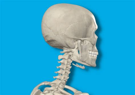 ️ Hueso Occipital Huesos Cuerpo Humano