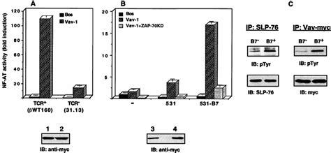 CD28 Vav 1 Mediated Activation Requires TCR Expression And Involves The