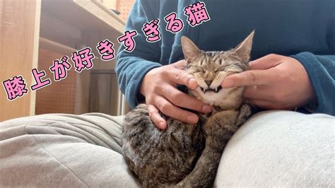 飼い主の膝の上が好き過ぎて、すぐに乗ってくる猫がかわいすぎた Youtube