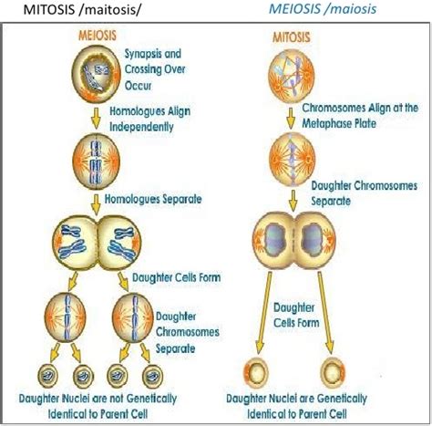 Nuclear Divisions Definition And Its Difference Ncert Mcq