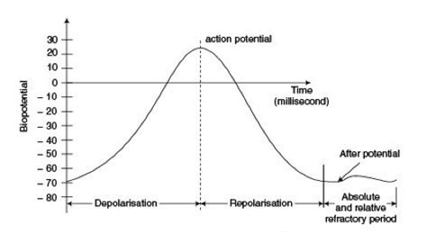 How Are The Bioelectric Potentials In The Body Generated